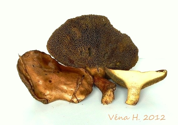 Klouzek kravský :: Houbař Véna