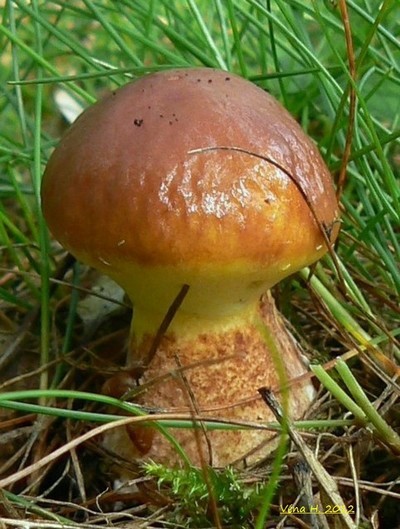 Klouzek sličný :: Houbař Véna