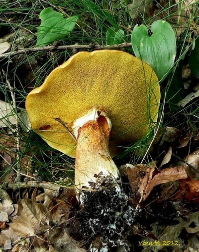 Klouzek sličný :: Houbař Véna