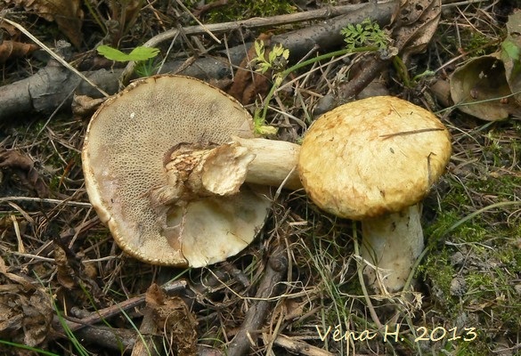 Klouzek slizký :: Houbař Véna