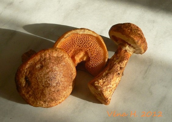 Klouzek tridentský :: Houbař Véna