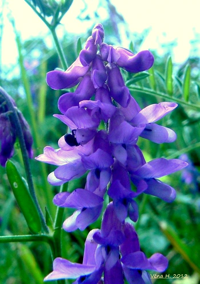 Vikev ptačí :: Houbař Véna