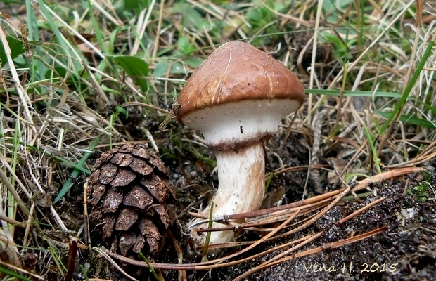 Klouzek obecný :: Houbař Véna