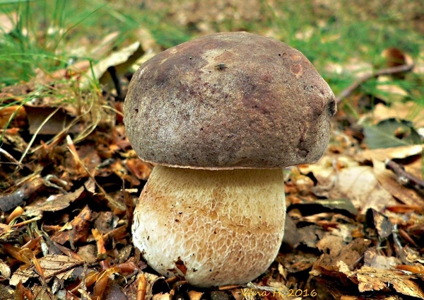 Hřib borový :: Houbař Véna