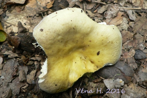 Holubinka fialovonohá :: Houbař Véna