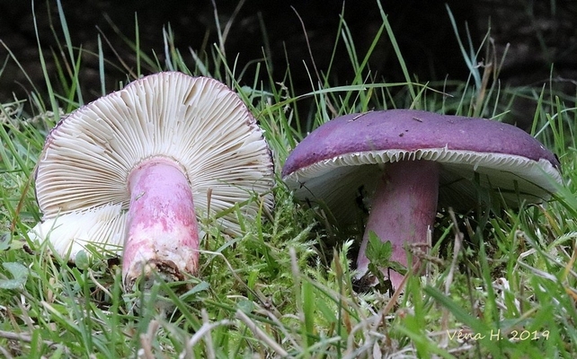 Holubinka jízlivá :: Houbař Véna